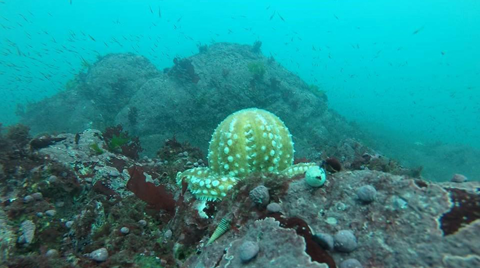 CIBAS-UCSC presenta propuesta de guía de muestreo para organismos ...